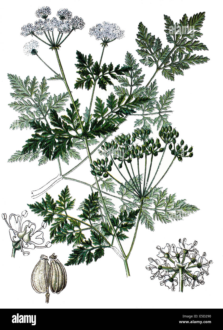 Plants conium hi-res stock photography and images - Alamy