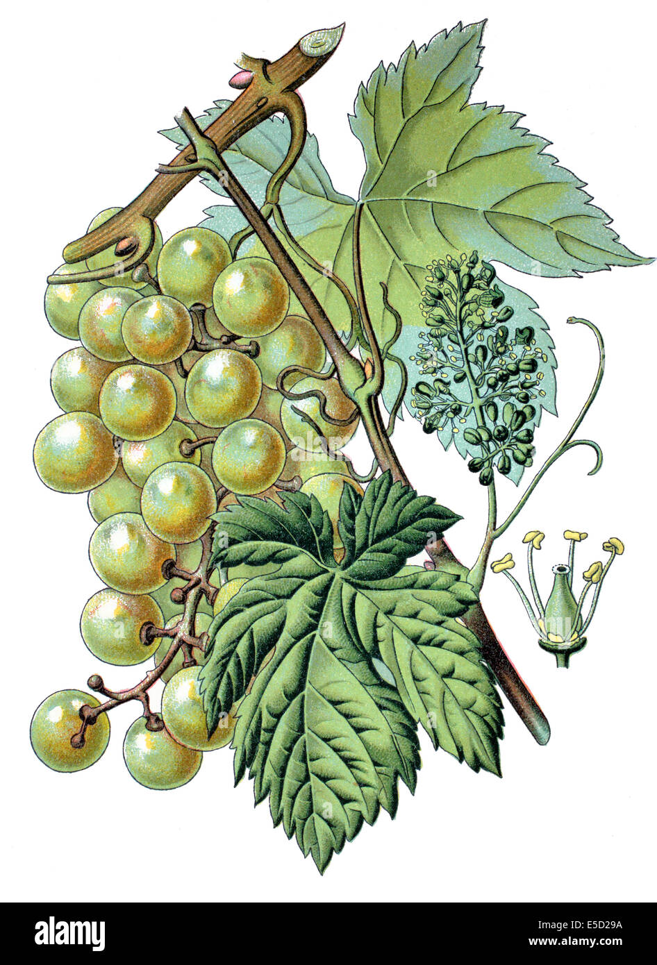 common grape vine, Vitis vinifera Stock Photo - Alamy