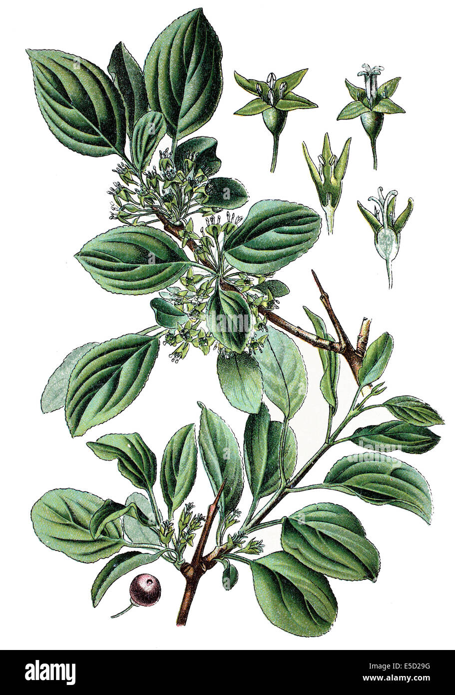 buckthorn, common buckthorn or purging buckthorn, Rhamnus cathartica ...
