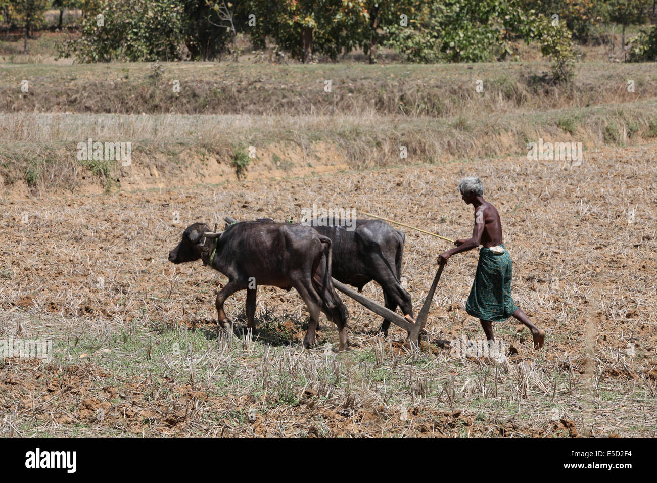 Buffalo ploughing hi-res stock photography and images - Alamy