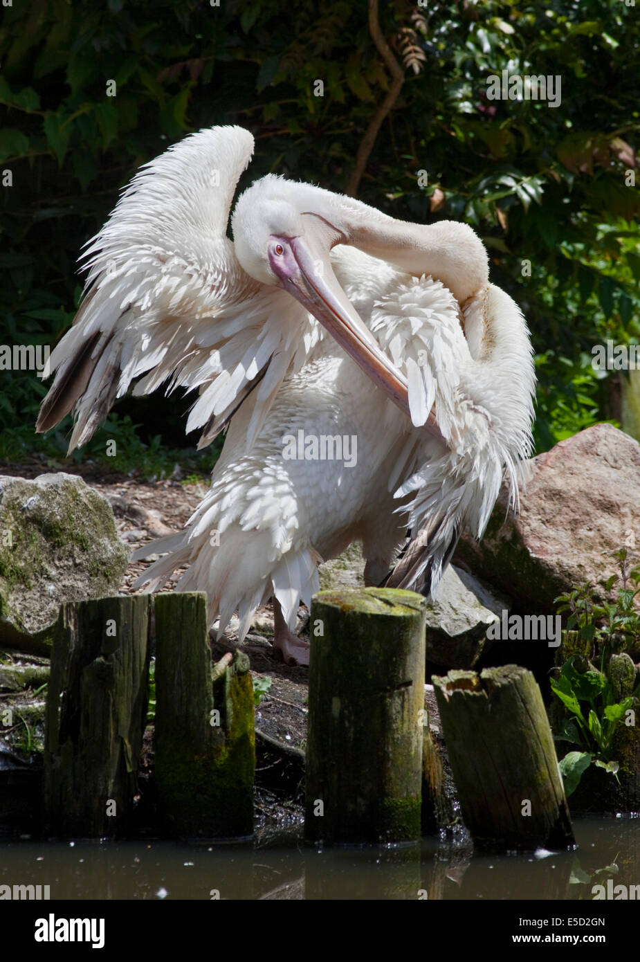 Pelicans preening hi-res stock photography and images - Alamy
