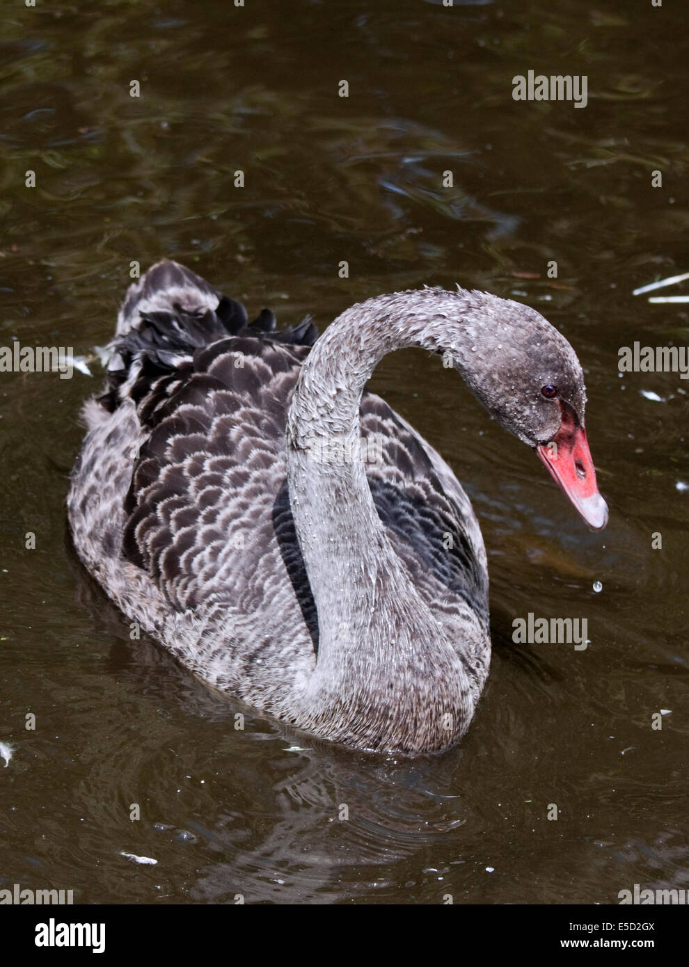 Australian Black Swan