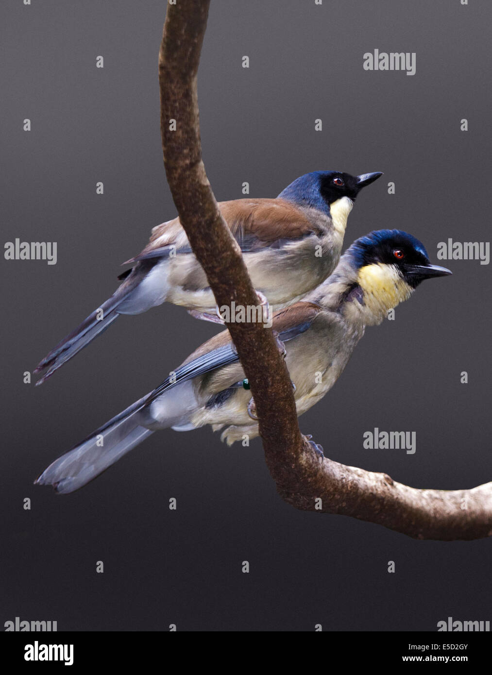 Pair of Blue Crowned Laughingthrushes (dryonastes courtoisi) on branch ...