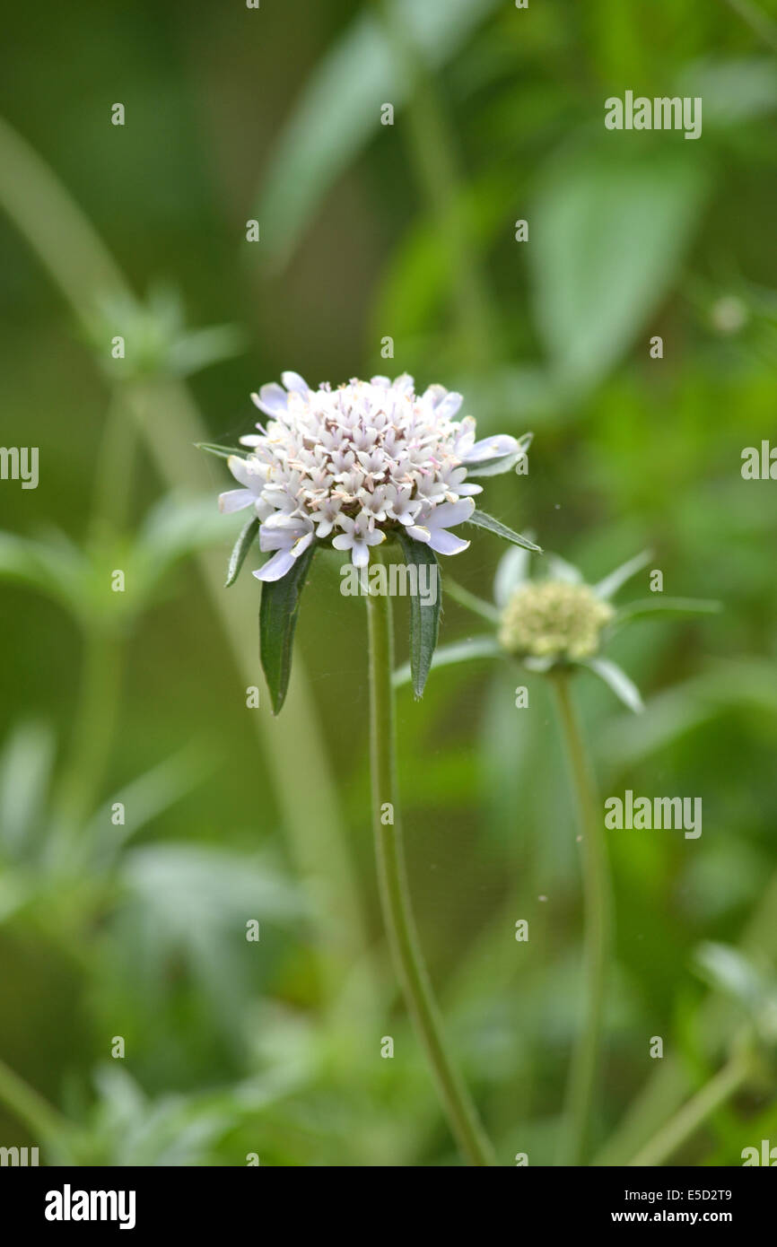 Scabiosa sternkugel, also known as Scabiosa stellata or Scabious Paper ...