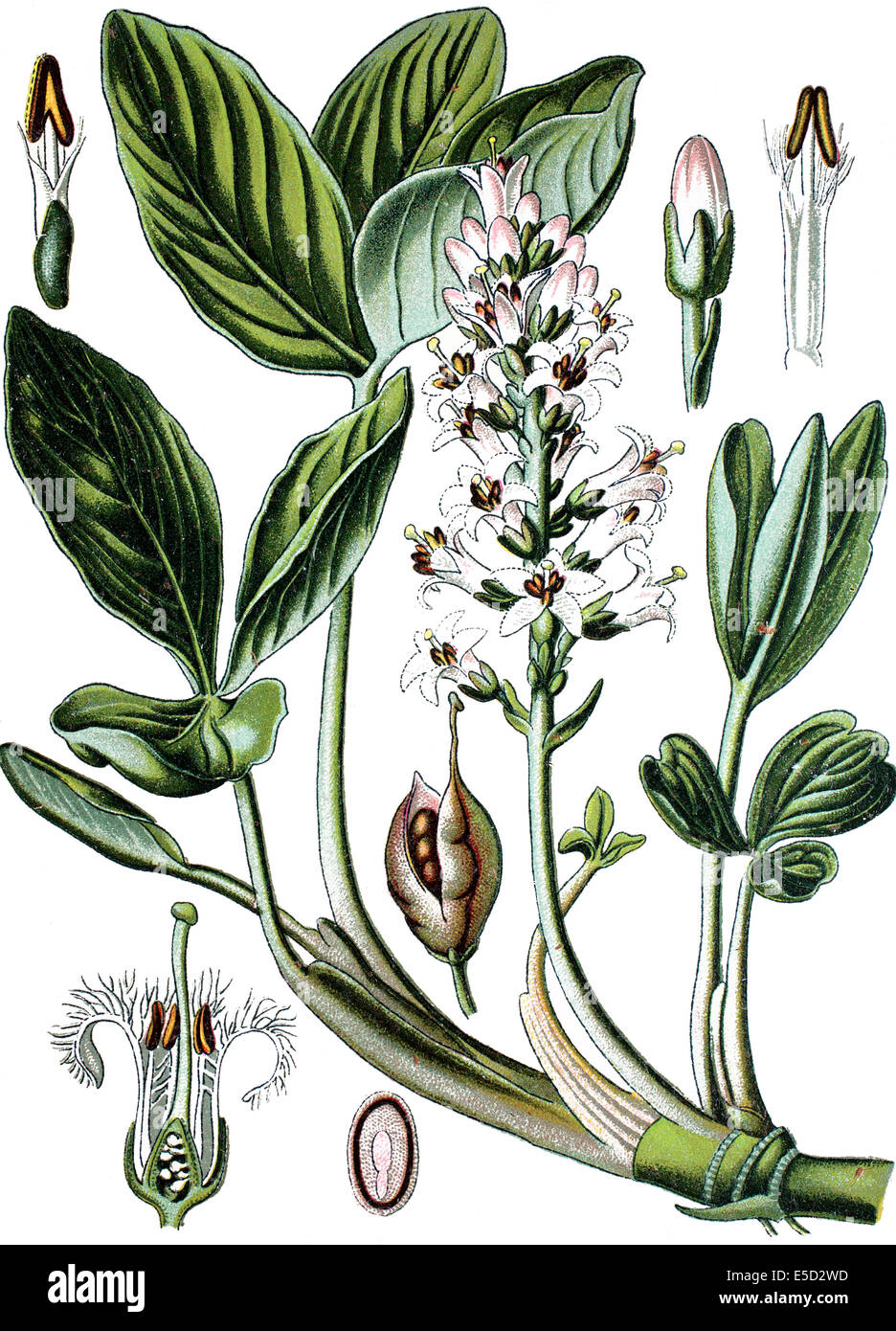 Bog bean buckbean plant hi-res stock photography and images - Alamy