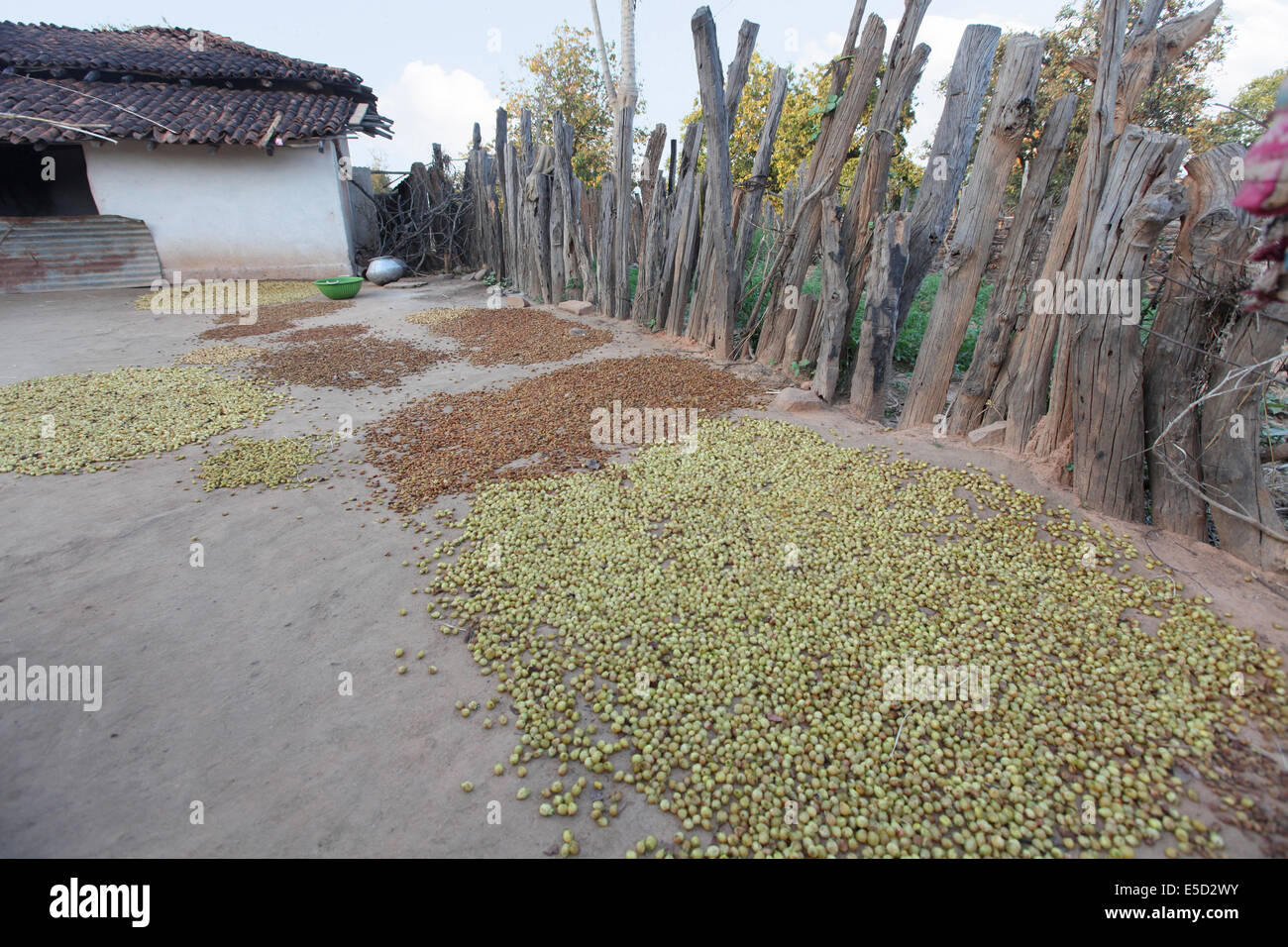 Mahua flowers hi-res stock photography and images - Alamy