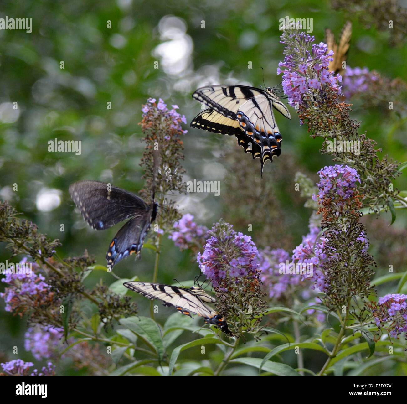black and yellow swallowtail butterflies insect Stock Photo - Alamy