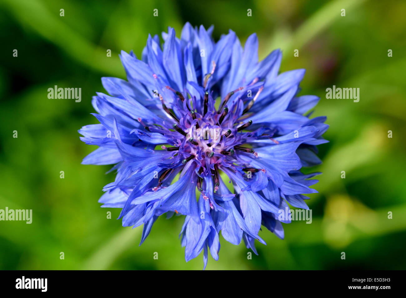 A cornflower hi-res stock photography and images - Alamy