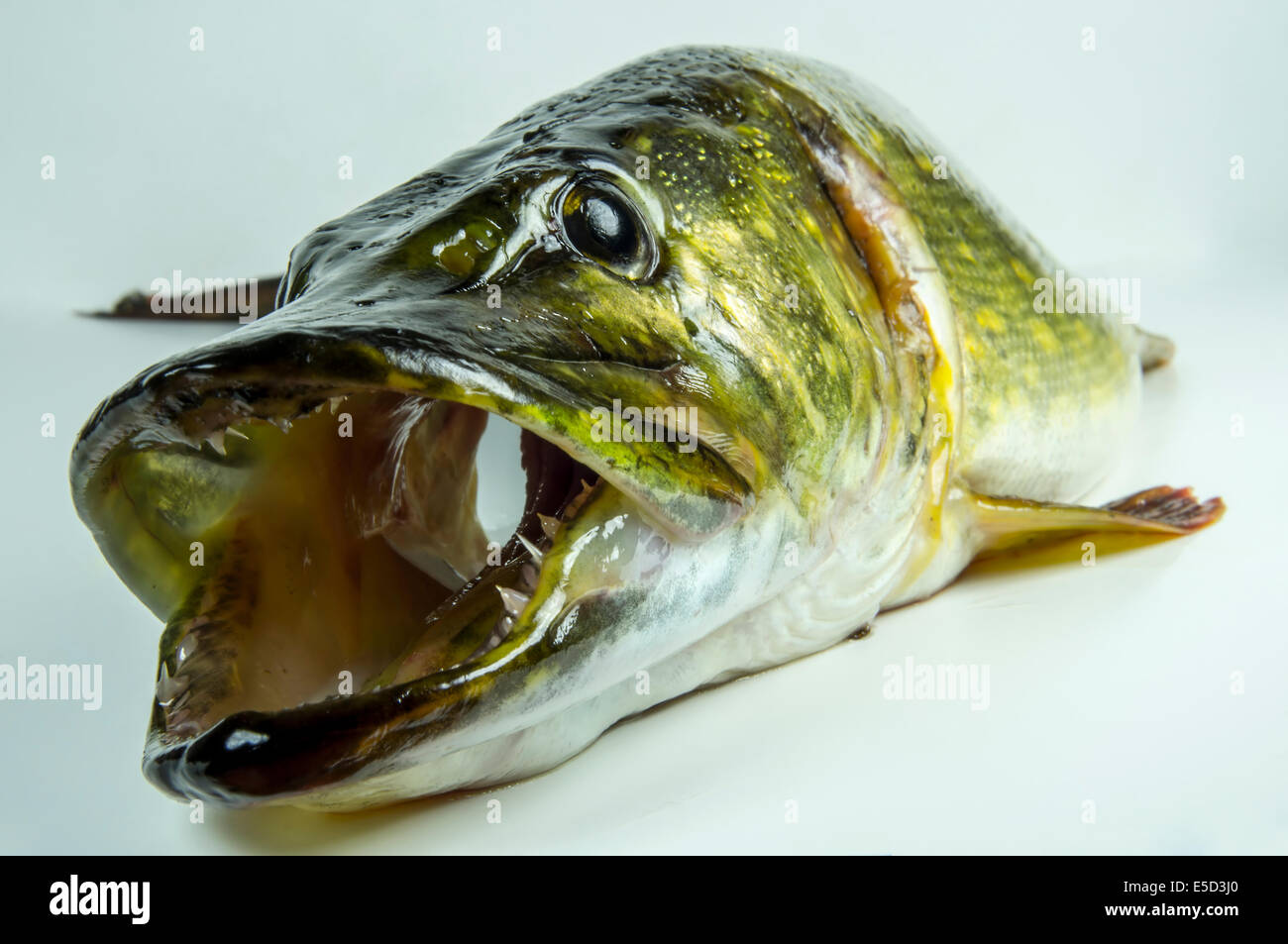 a pike with wide open jaws Stock Photo - Alamy