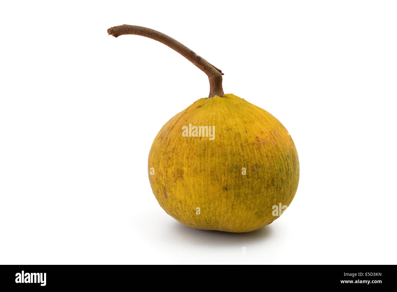 Santol Fruit High Resolution Stock Photography and Images - Alamy