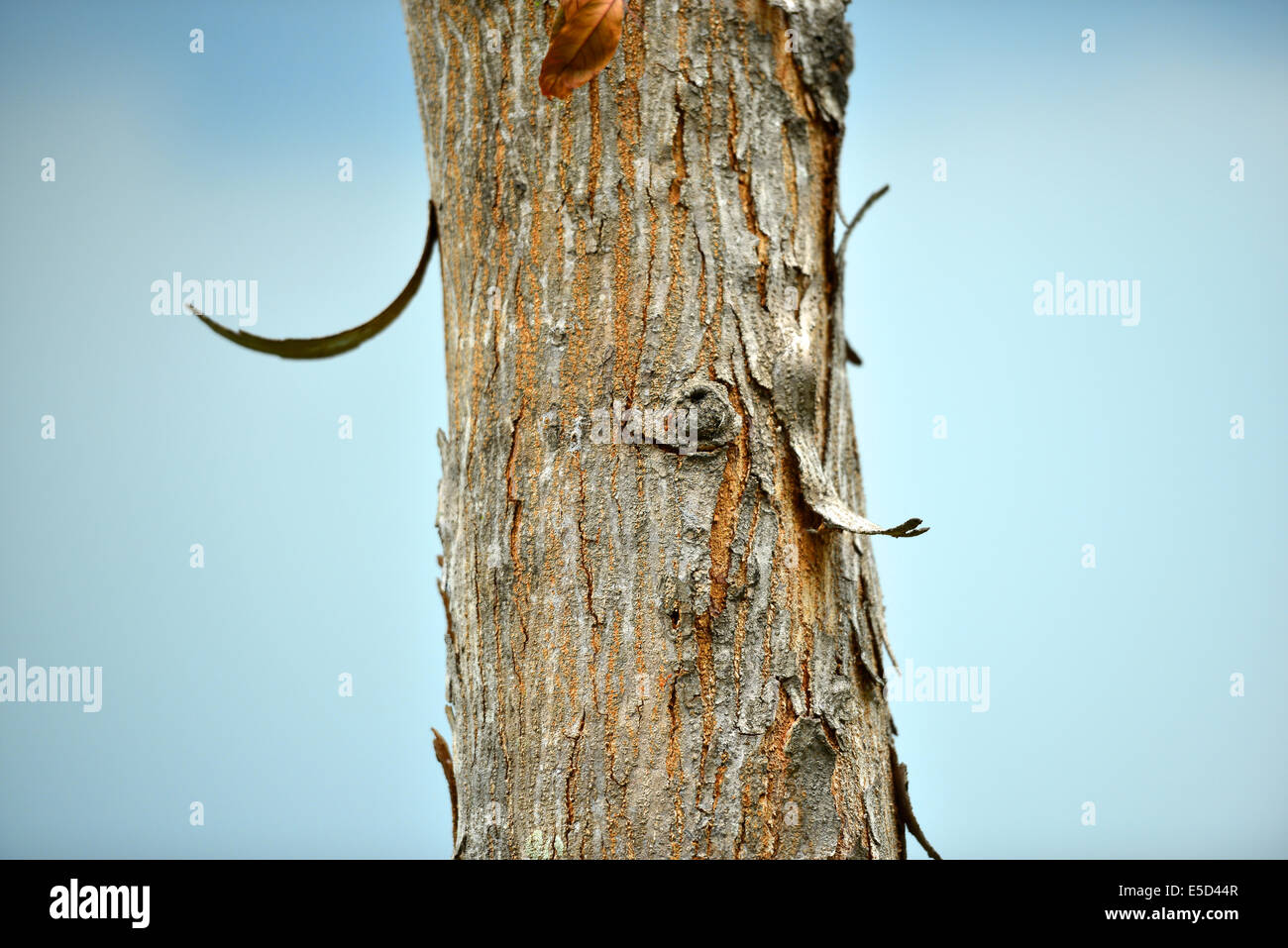 Red brown trunk hi-res stock photography and images - Alamy