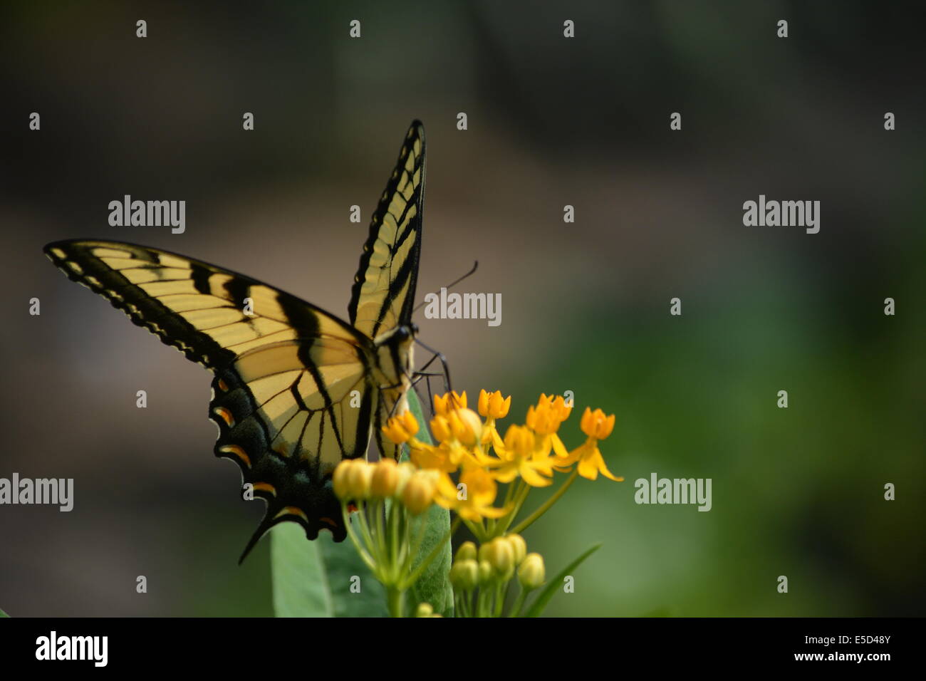 yellow swallowtail butterfly insect Stock Photo - Alamy