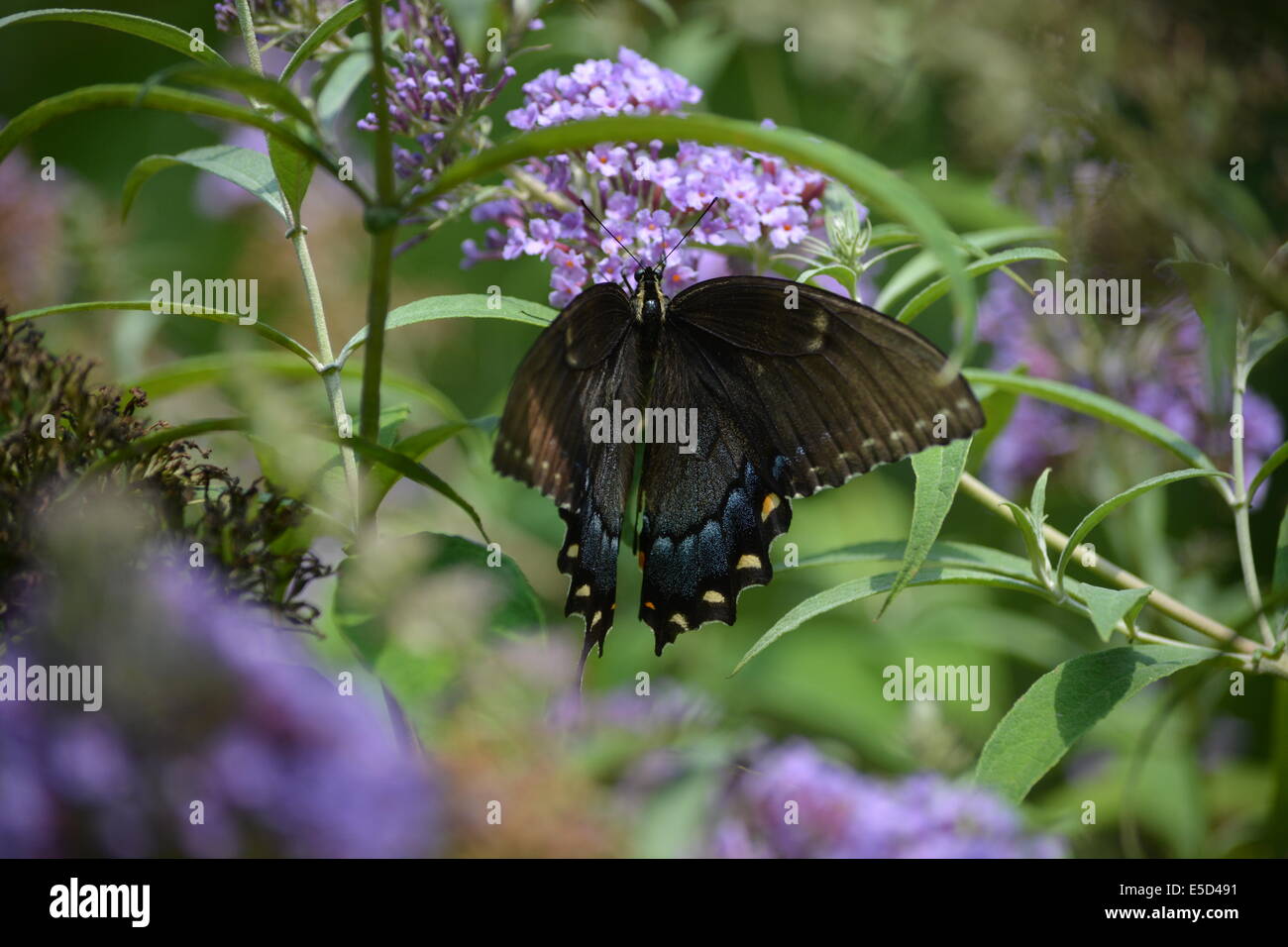 black swallowtail butterfly insect Stock Photo - Alamy