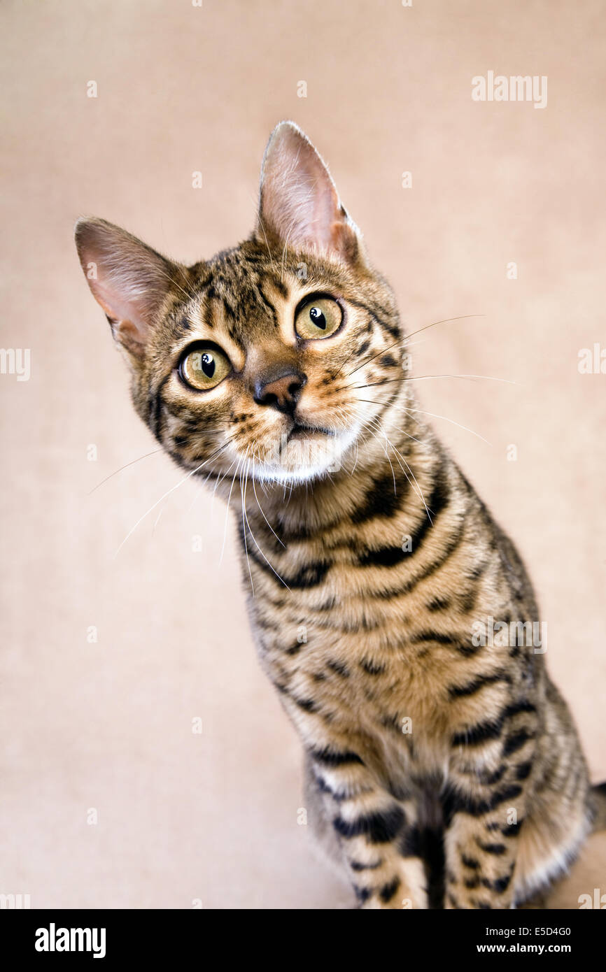 Funny Bengal kitten isolated on tan background Stock Photo - Alamy