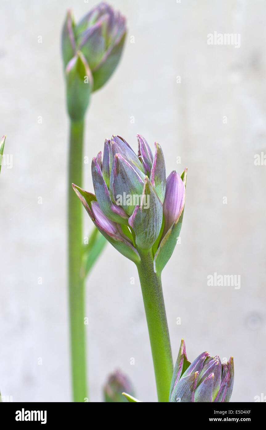 Bud hosta hi-res stock photography and images - Alamy