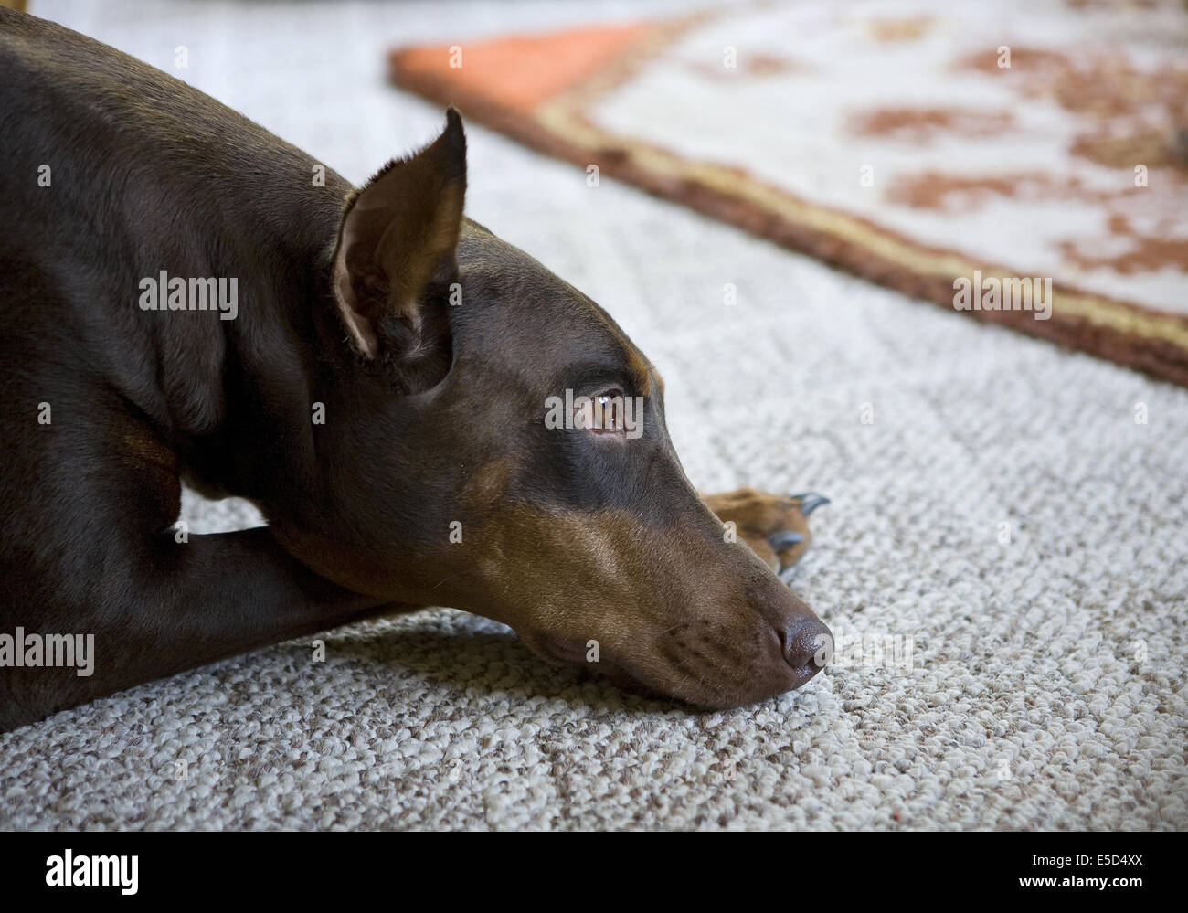 Red Doberman Pinscher lying down Stock Photo - Alamy