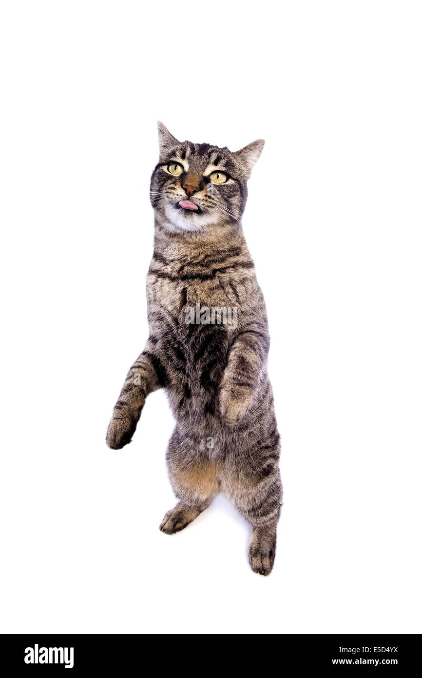 Cat Hind Leg Proportions