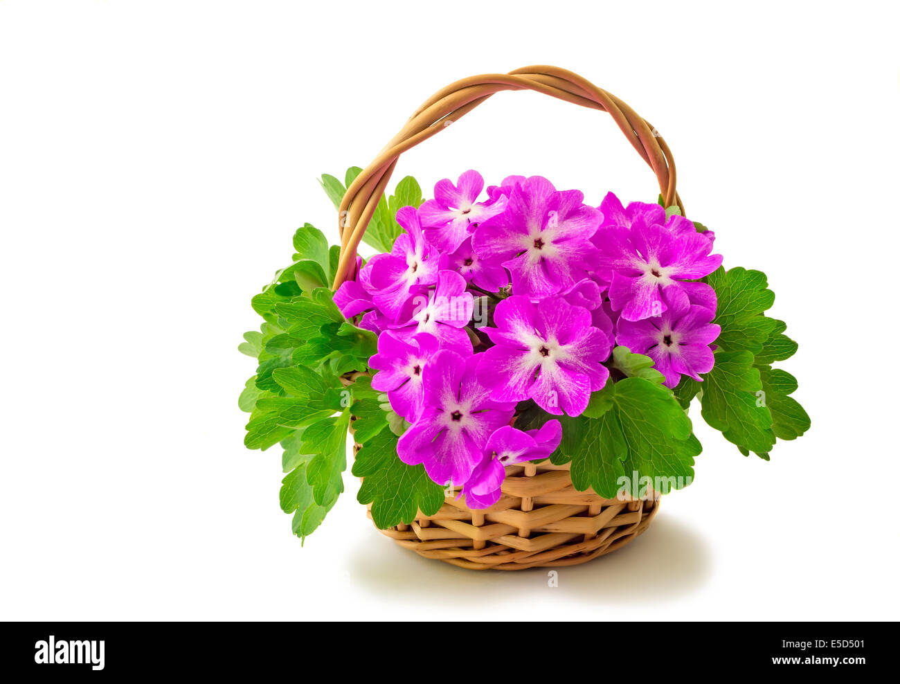 Basket with large bright flowers of a violet on a white background ...