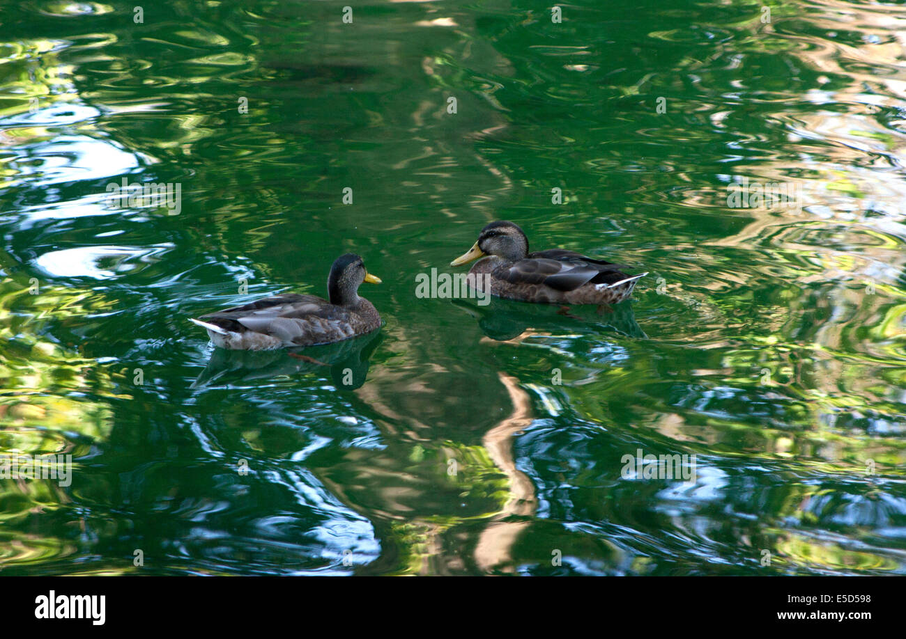 Two mallard ducks hi-res stock photography and images - Alamy