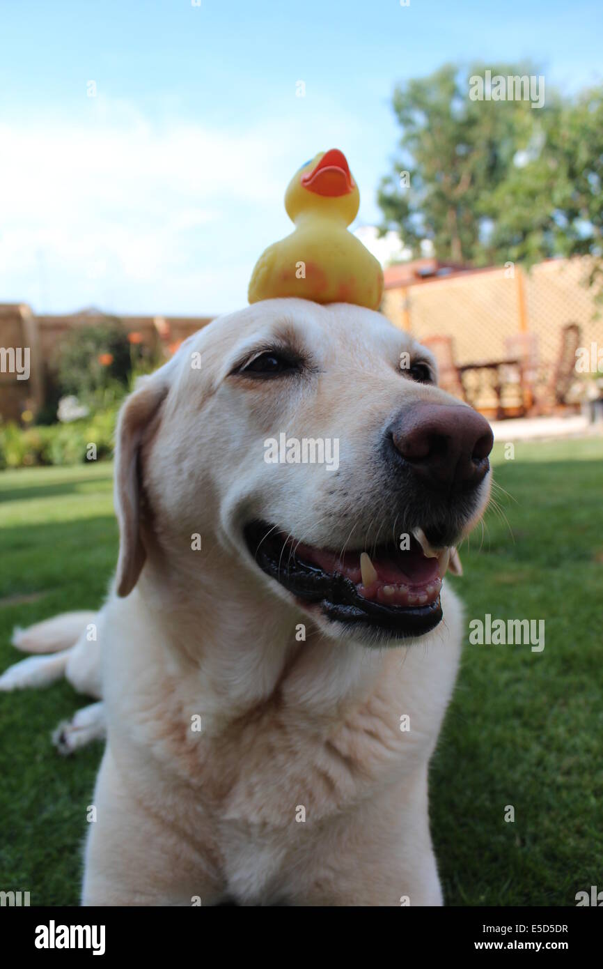 A photograph of a yellow Labrador with a yellow rubber duck Stock Photo ...