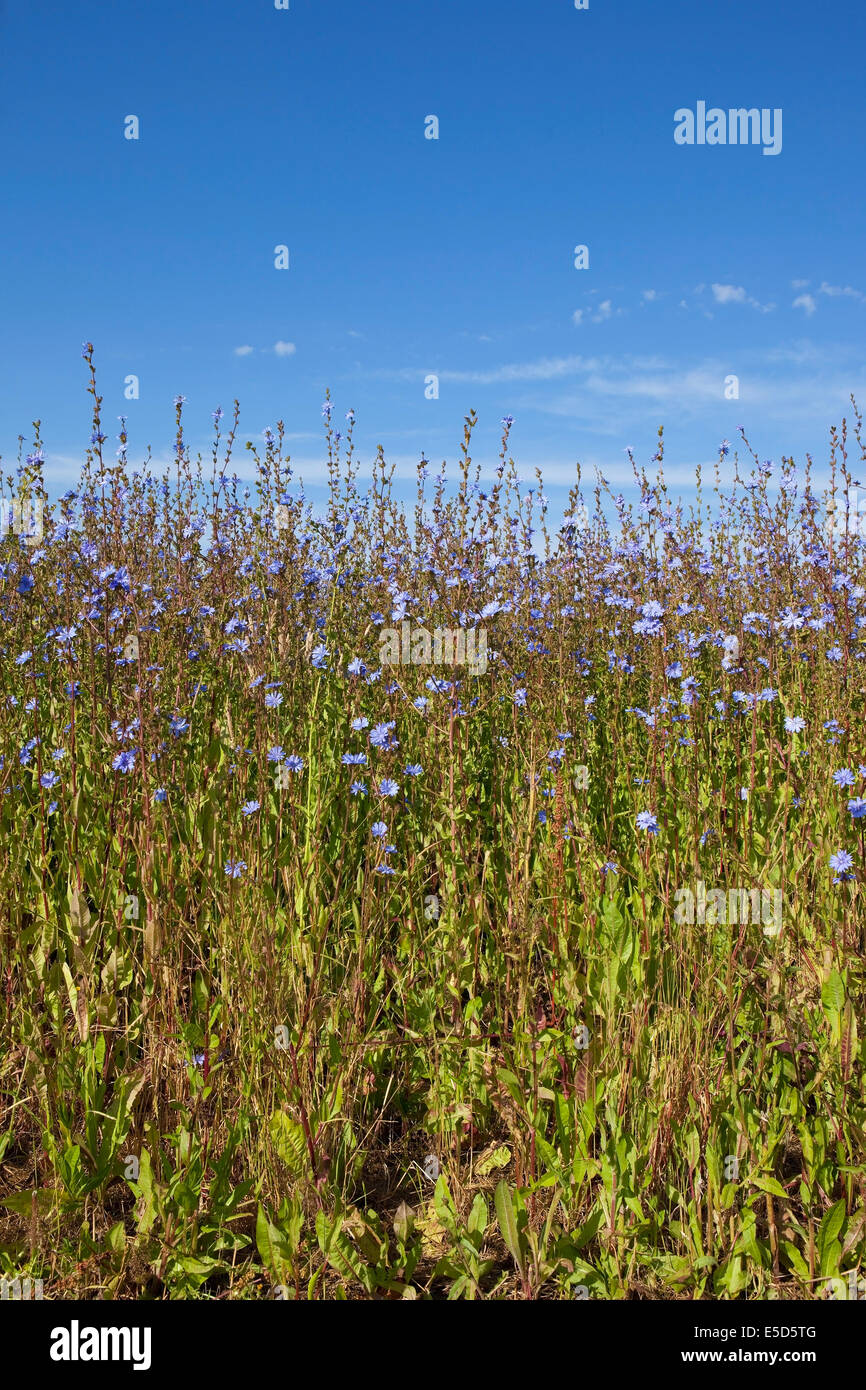 The blue flowers of a chicory crop under a bright blue sky in summer ...