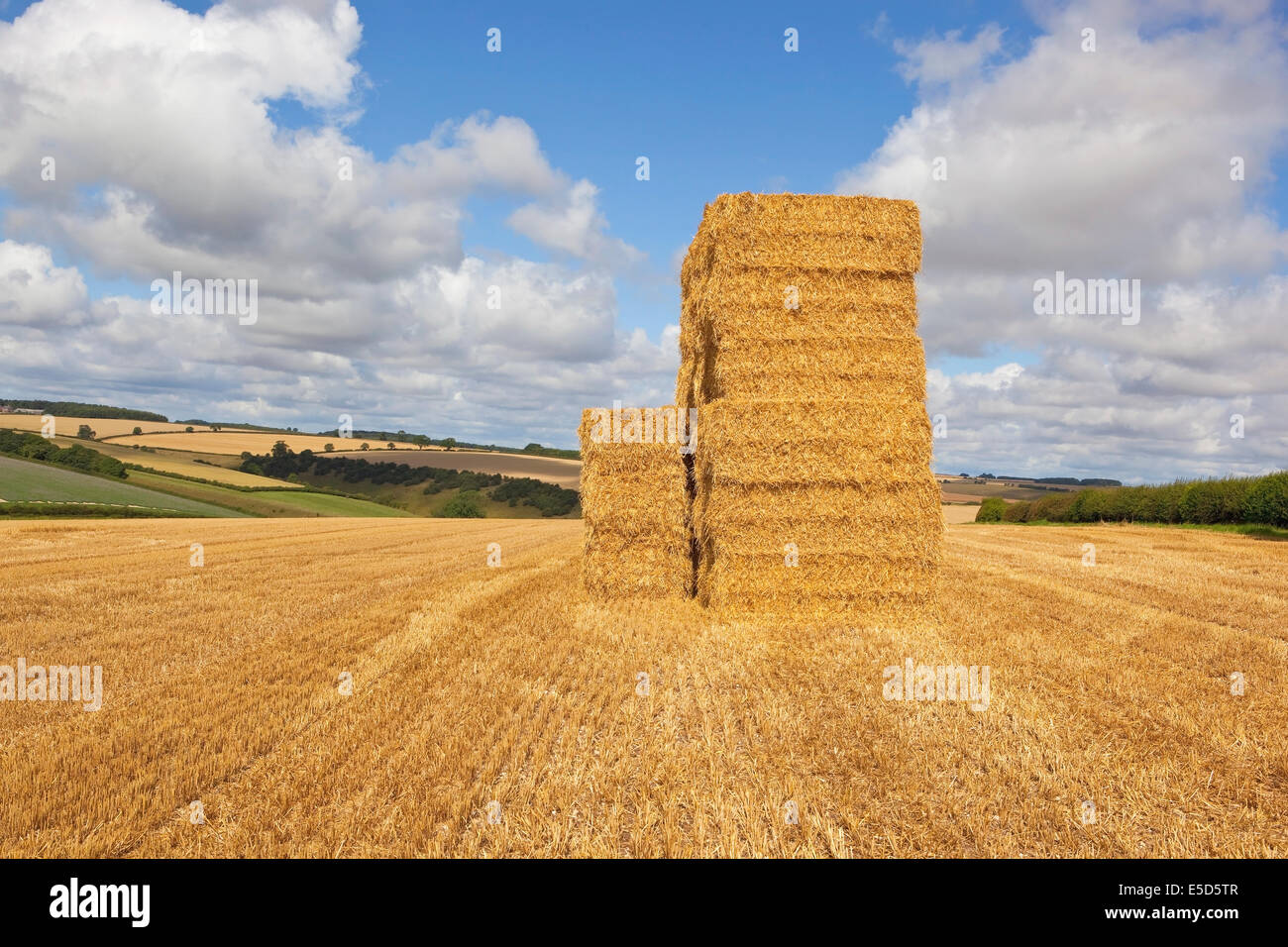 A tall stack of straw bales standing in a newly harvested golden ...