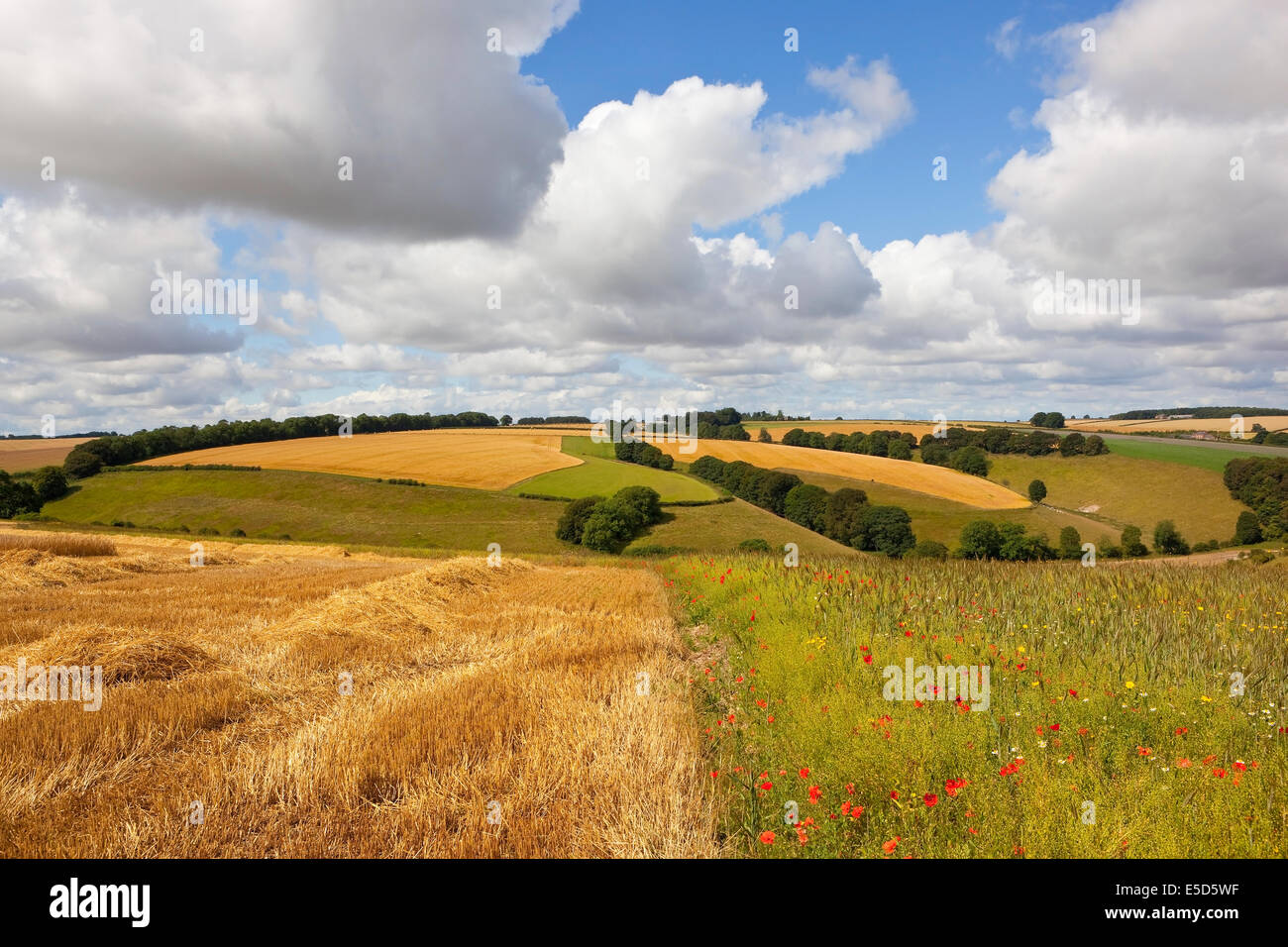 Summer landscape with colorful cornfield annual wildflowers and golden ...