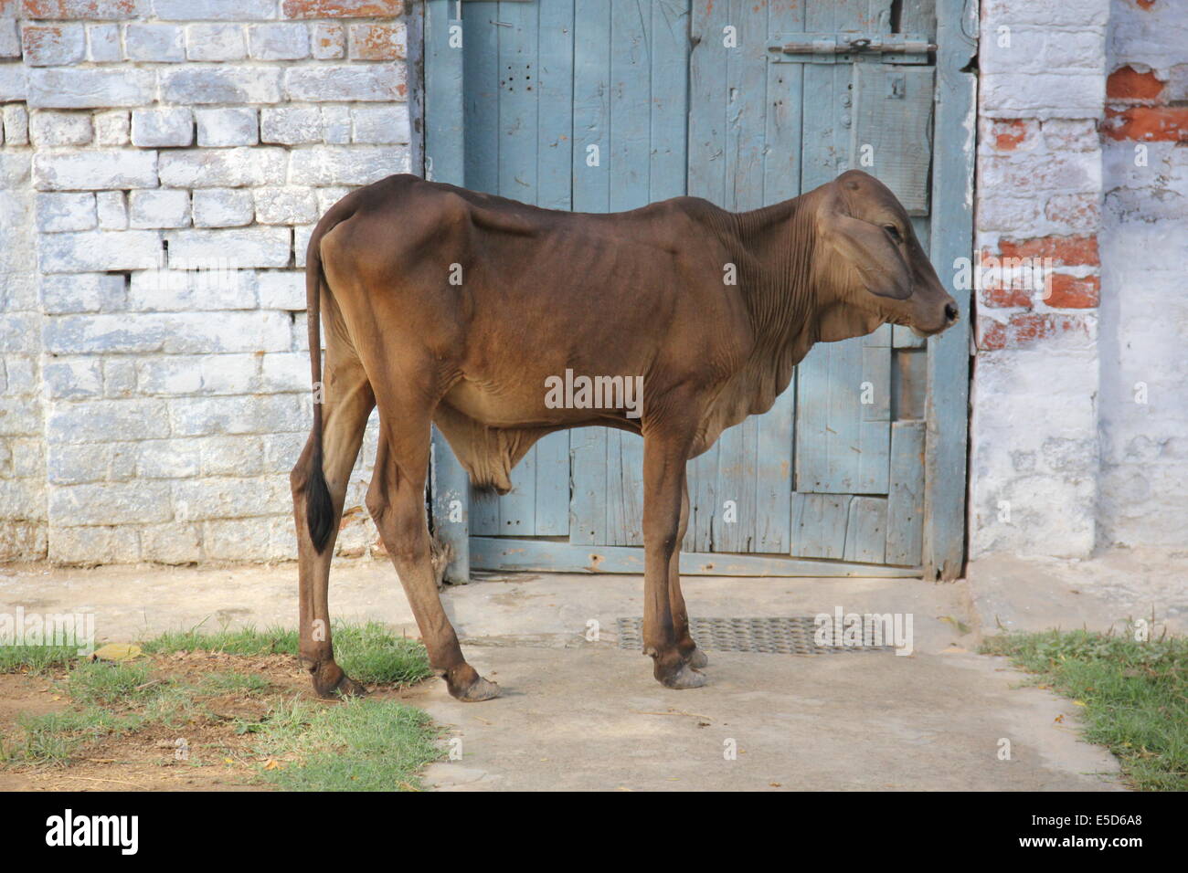 Small Bull High Resolution Stock Photography and Images - Alamy