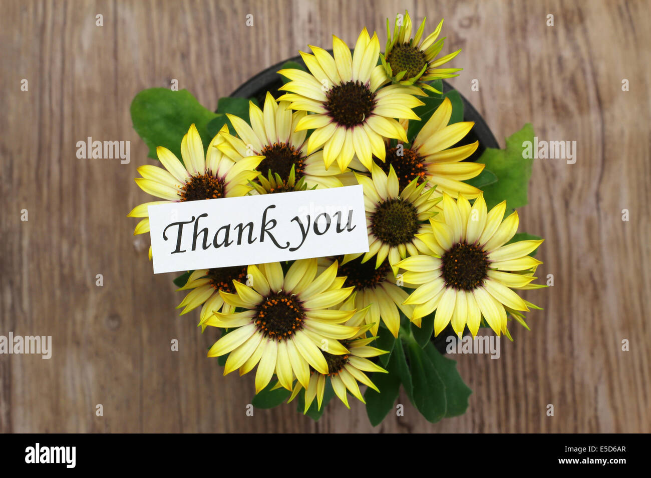 Thank you card with yellow daisies on wooden surface Stock Photo - Alamy