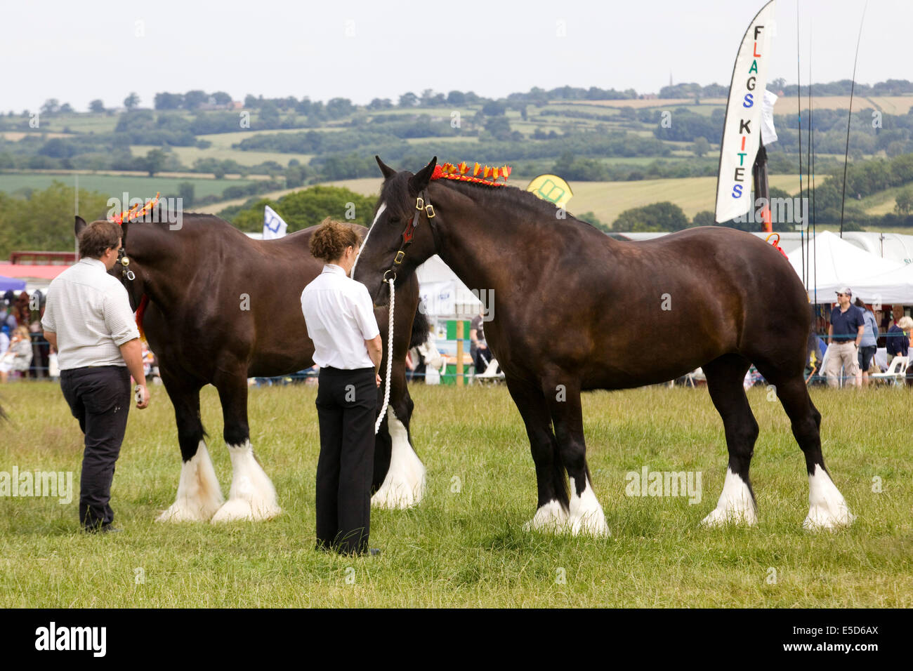 Shire Horse in Hand at a show in England Stock Photo - Alamy