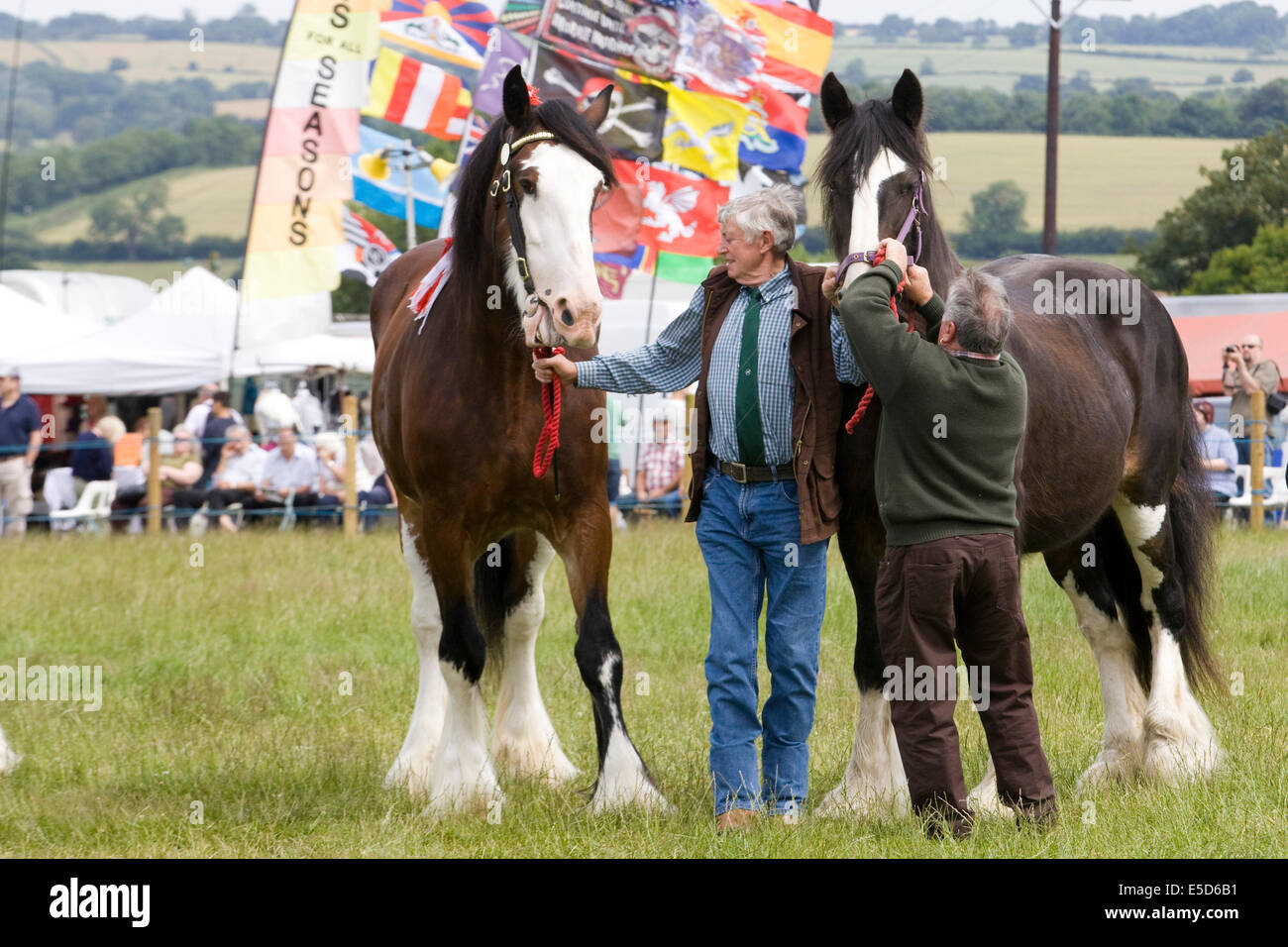 Shire Horse in Hand at a show in England Stock Photo - Alamy