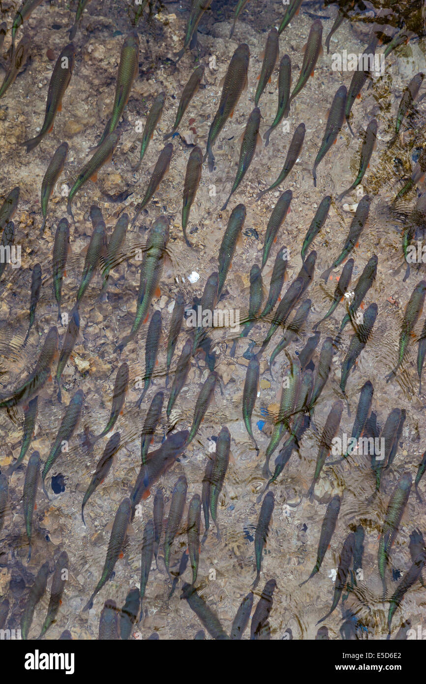 Slimy fish hi-res stock photography and images - Alamy