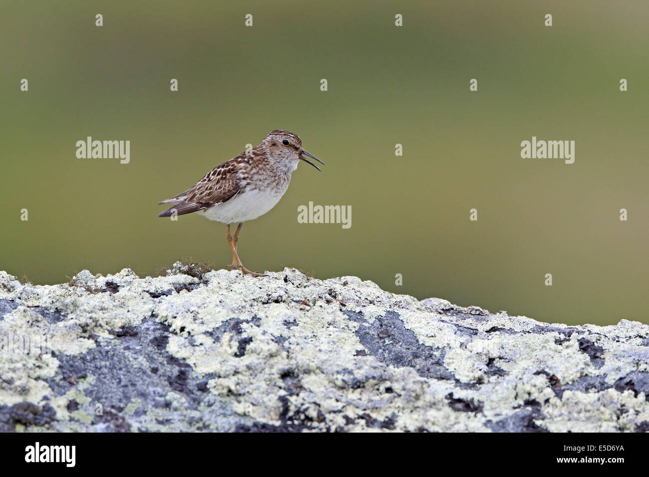Breeding sandpiper hi-res stock photography and images - Alamy