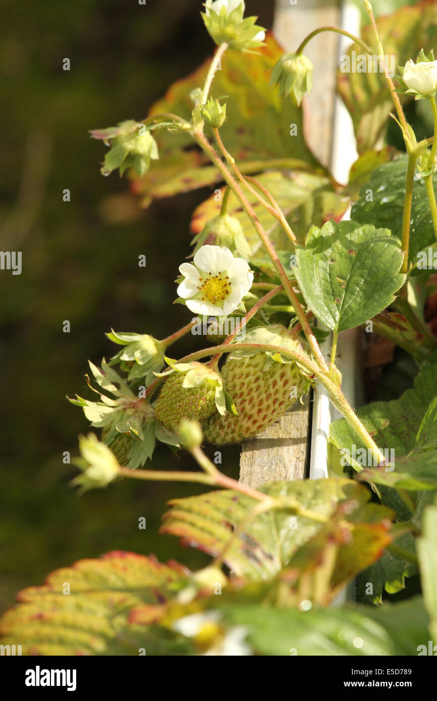 Young strawberry plant in flower growing outdoors Stock Photo - Alamy