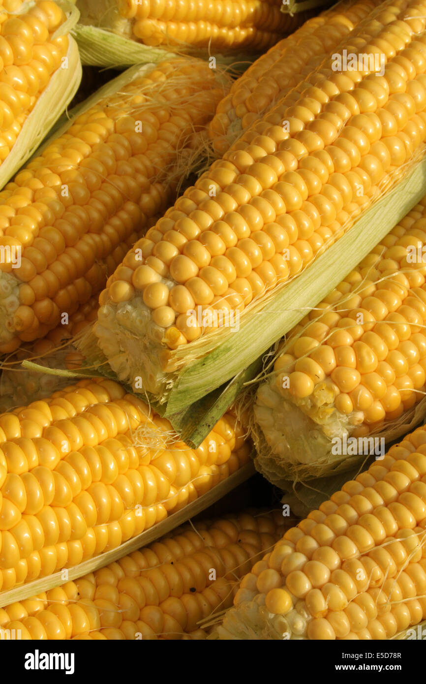 Freshly Picked Corn High Resolution Stock Photography and Images - Alamy