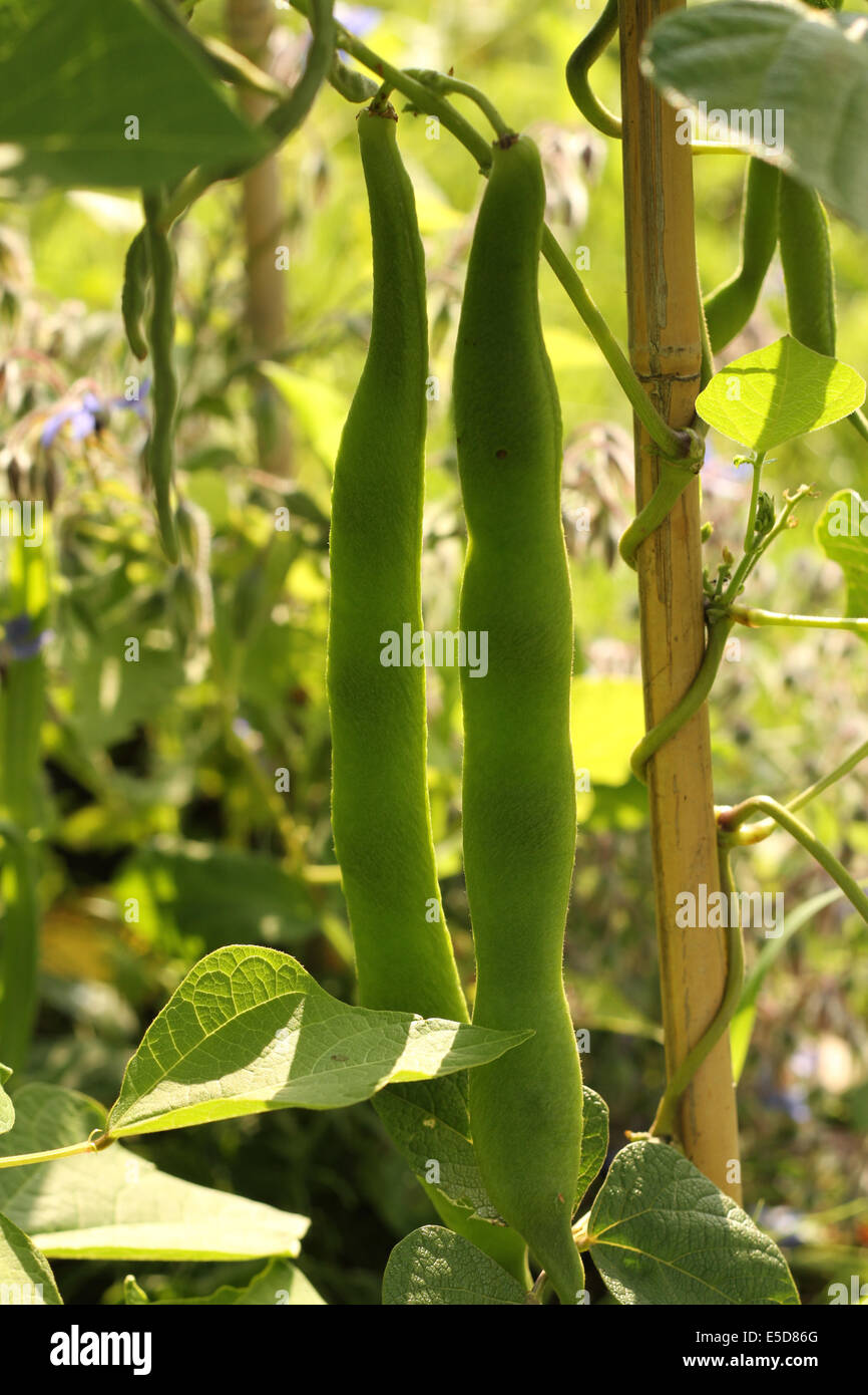 Runner beans growing up a bamboo cane in Summer Stock Photo - Alamy