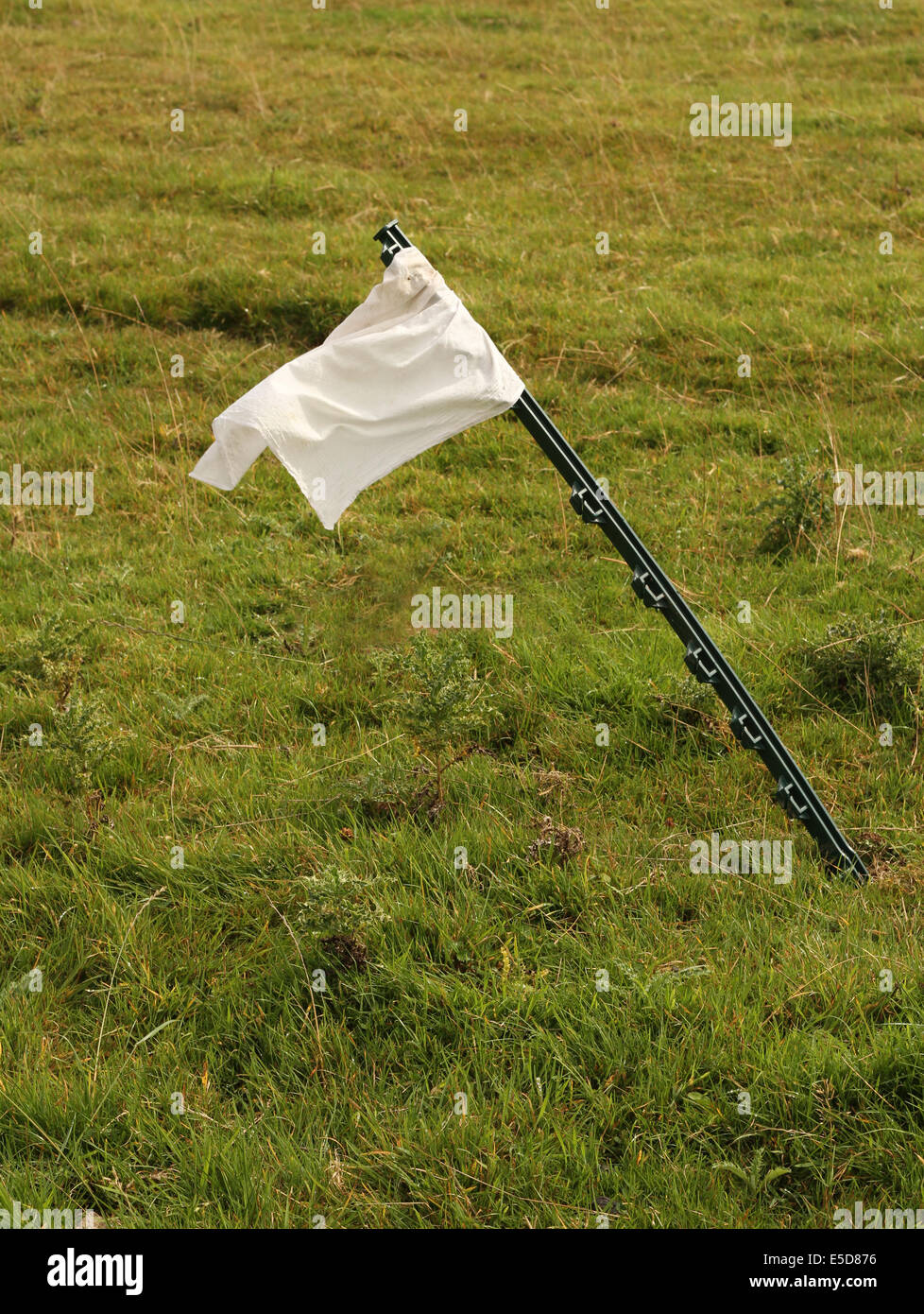 White flag on green background concept of surrender Stock Photo - Alamy