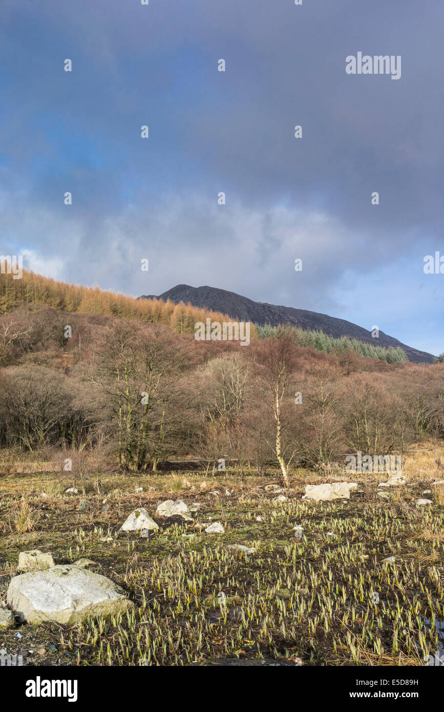 Forest & Mountain from Corrie shore on the Isle of Arran in Scotland ...