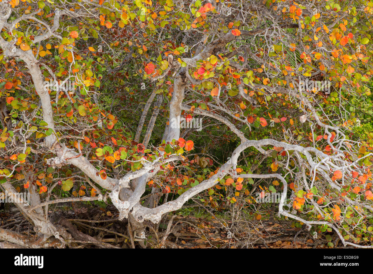 Trees on the Caribbean island of St John in the US Virgin Islands Stock ...