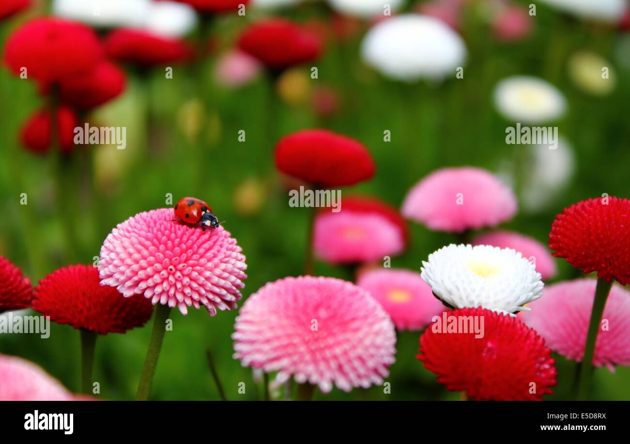 Ladybird nature hi-res stock photography and images - Alamy