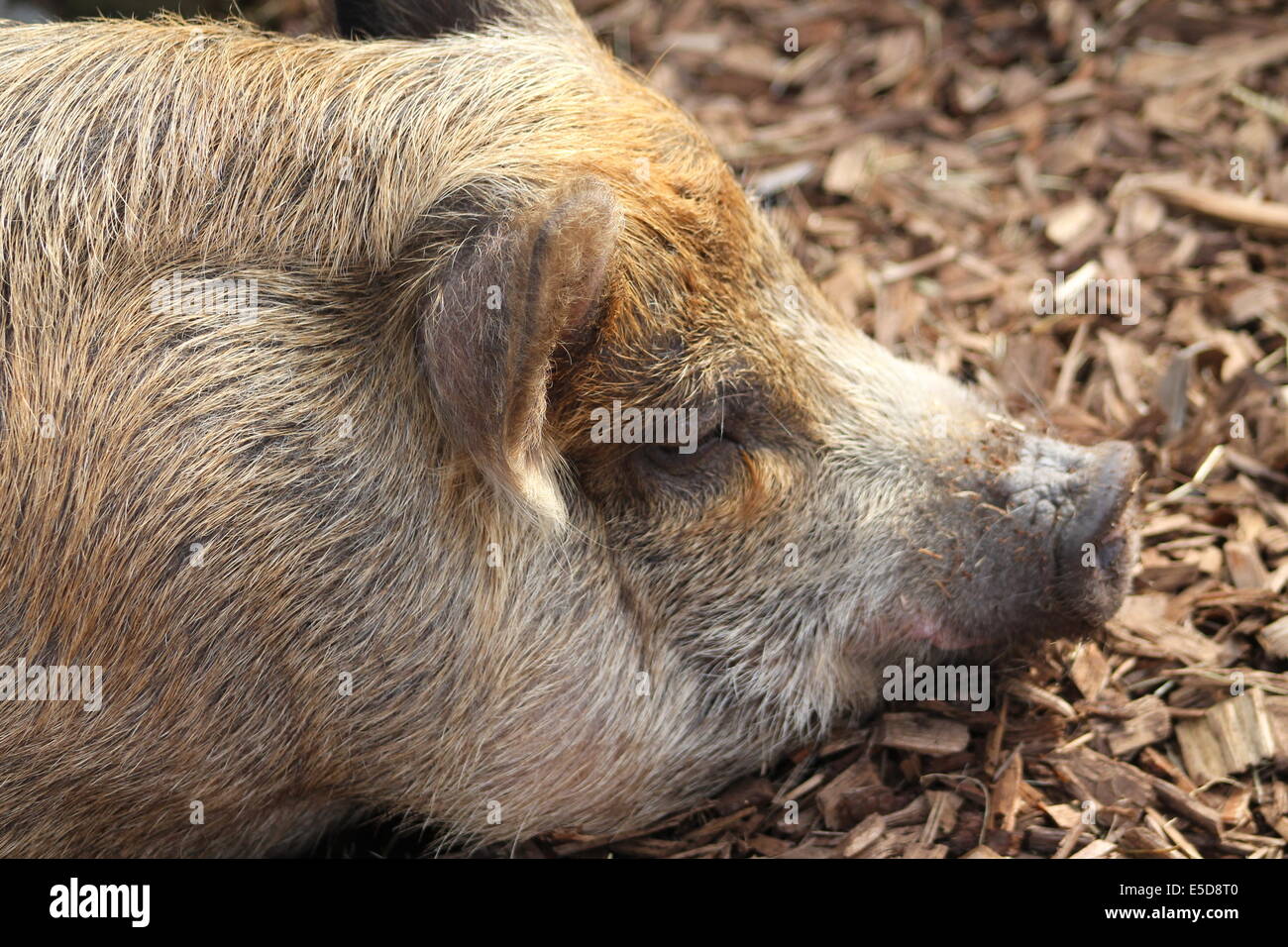 A sleeping pig, farm animal resting Stock Photo - Alamy