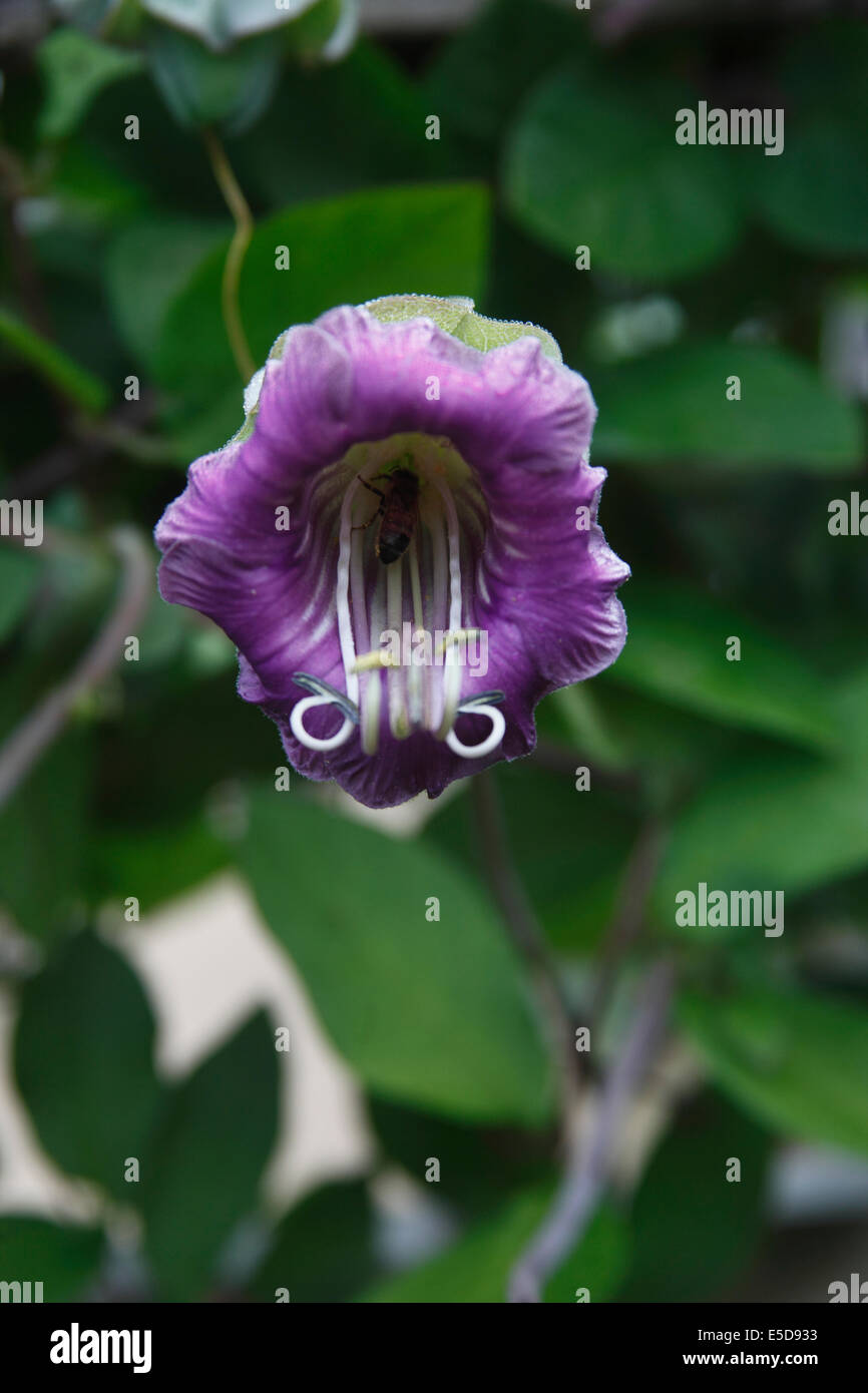 Cobaea scandens Cup and saucer vine close up of flower Stock Photo - Alamy
