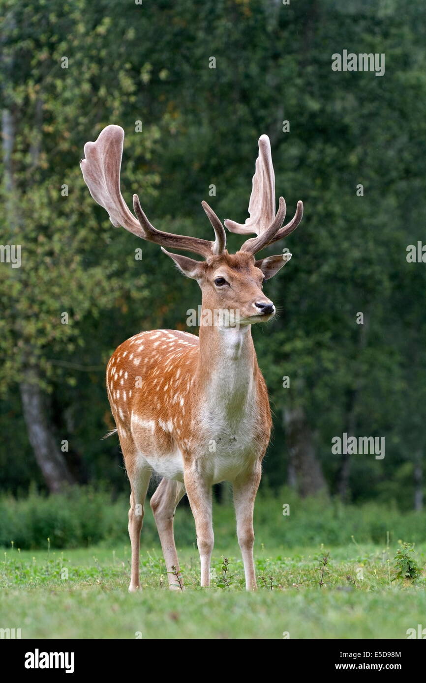 Fallow deer standing in the rain in Germany Stock Photo - Alamy