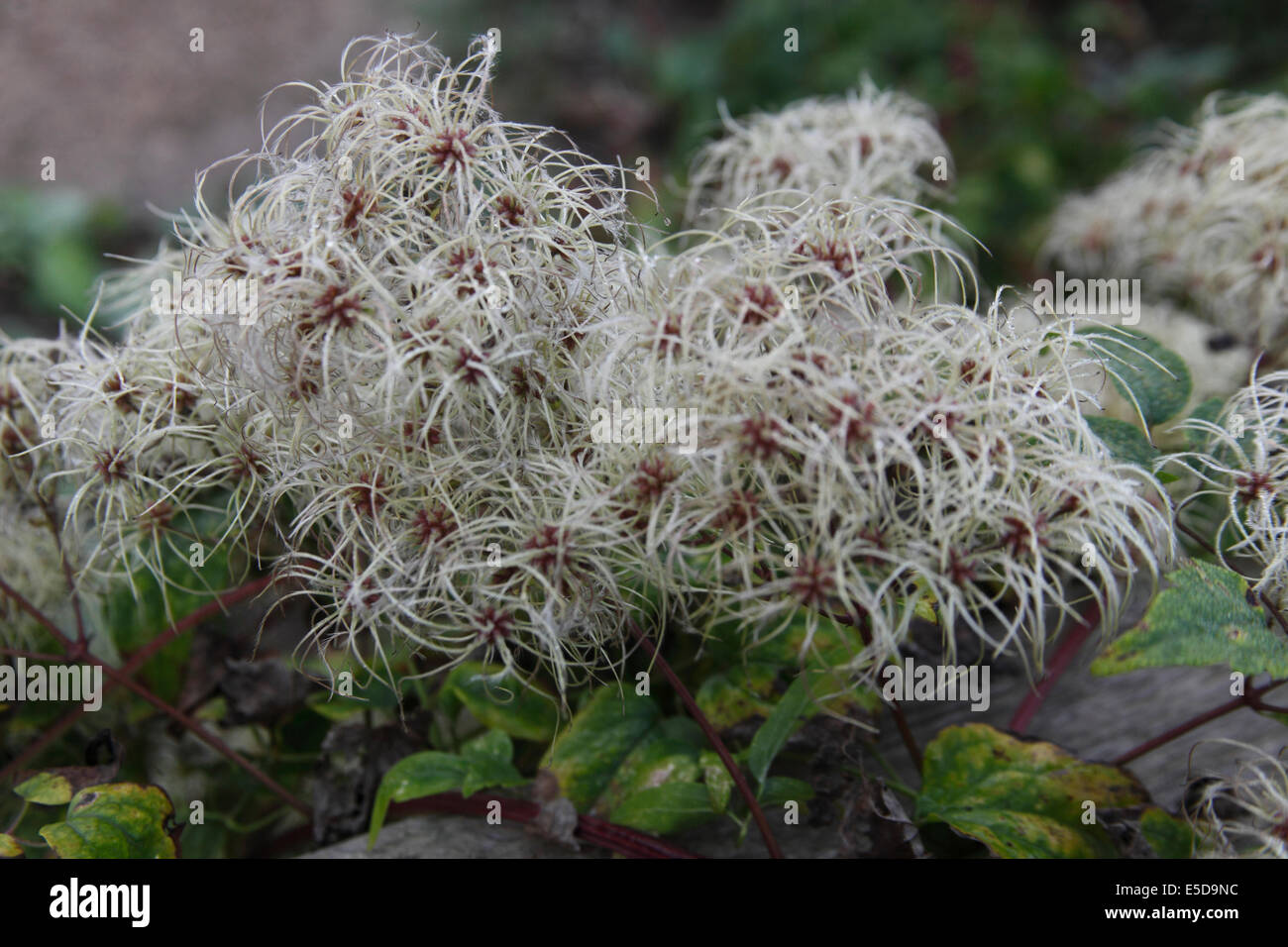 Usnea spp Old man`s beard lichen close up of seed heads Stock Photo - Alamy