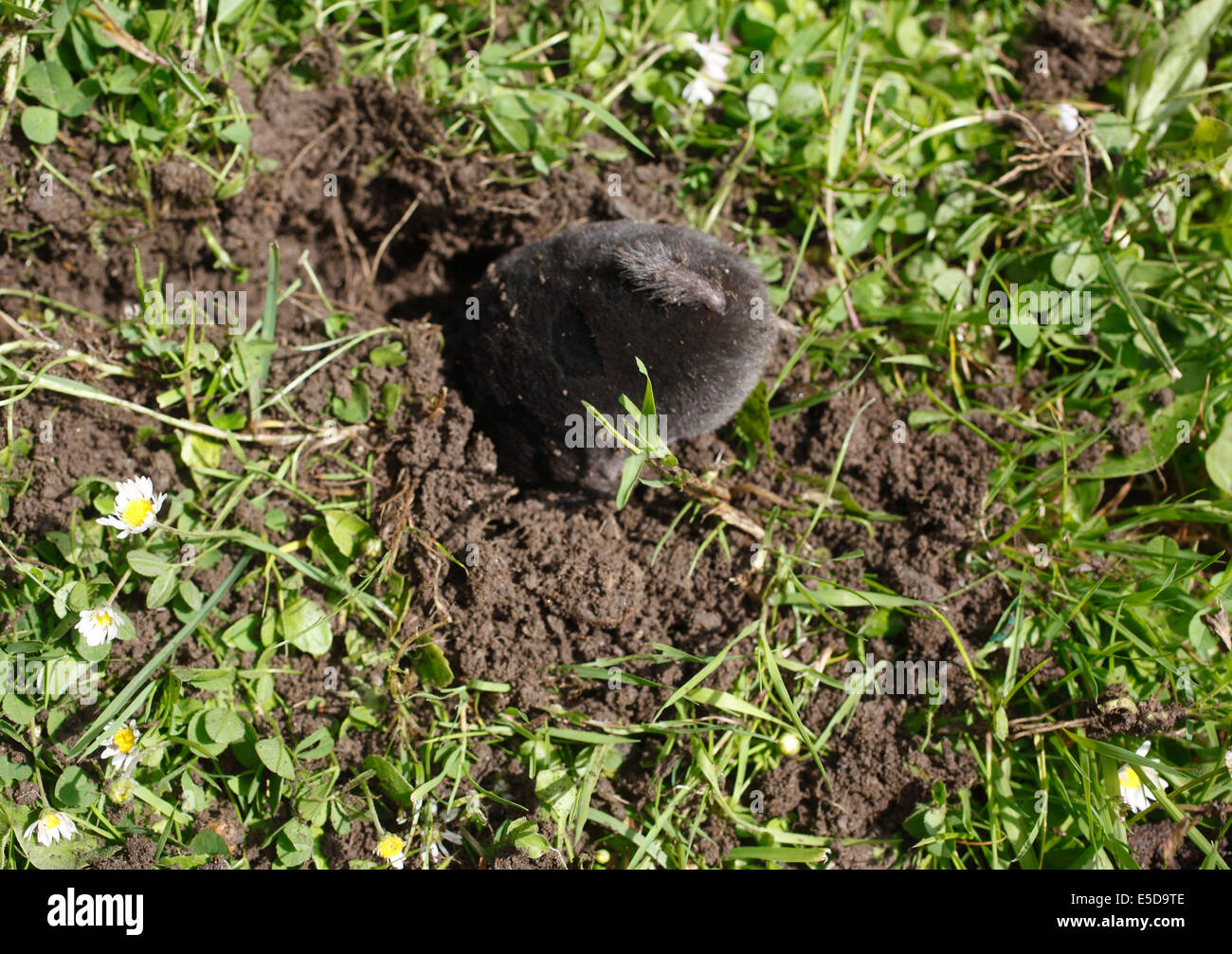 Burrowing mole hi-res stock photography and images - Alamy