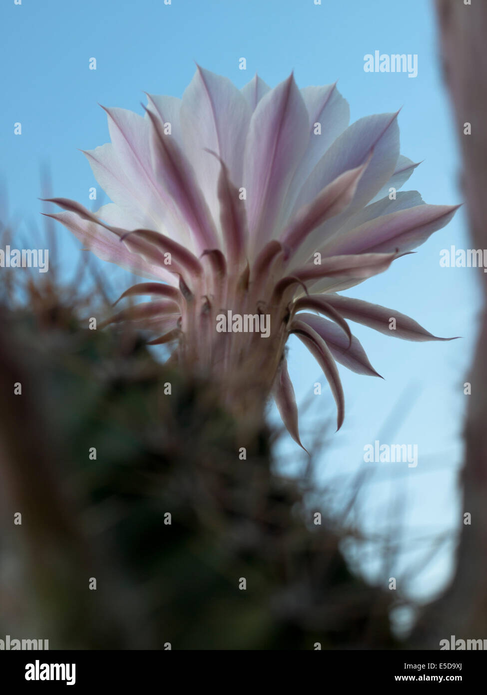 Violet cactus flower hi-res stock photography and images - Alamy