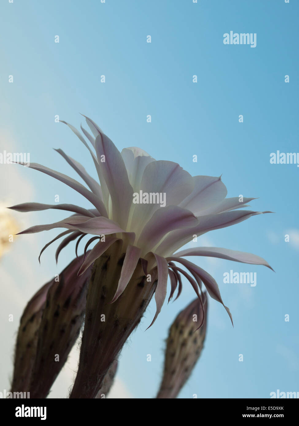 Lily cactus hi-res stock photography and images - Alamy