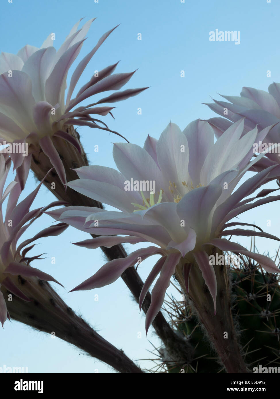 Lily cactus hi-res stock photography and images - Alamy