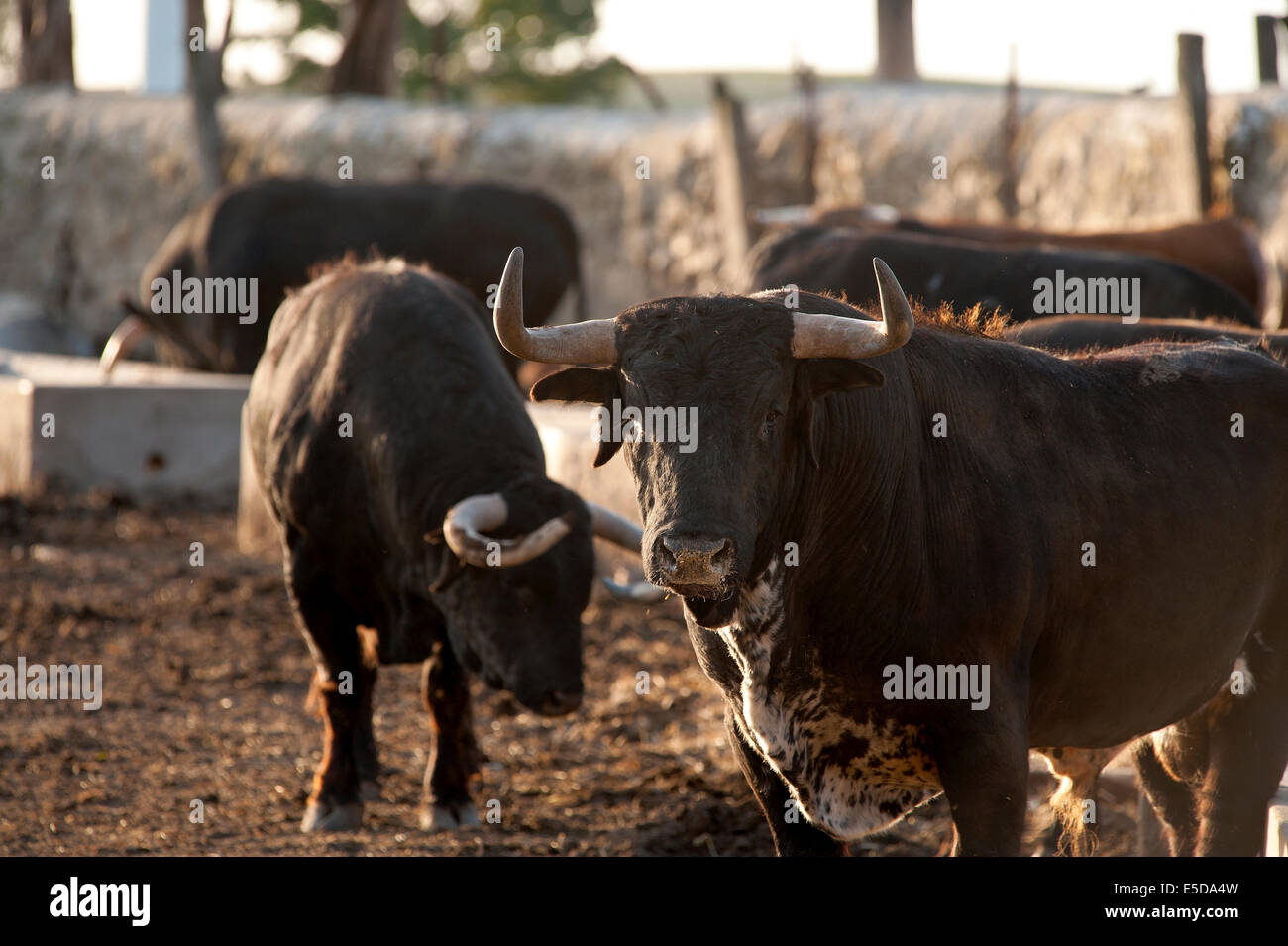 Spanish Fighting Bull Breeds