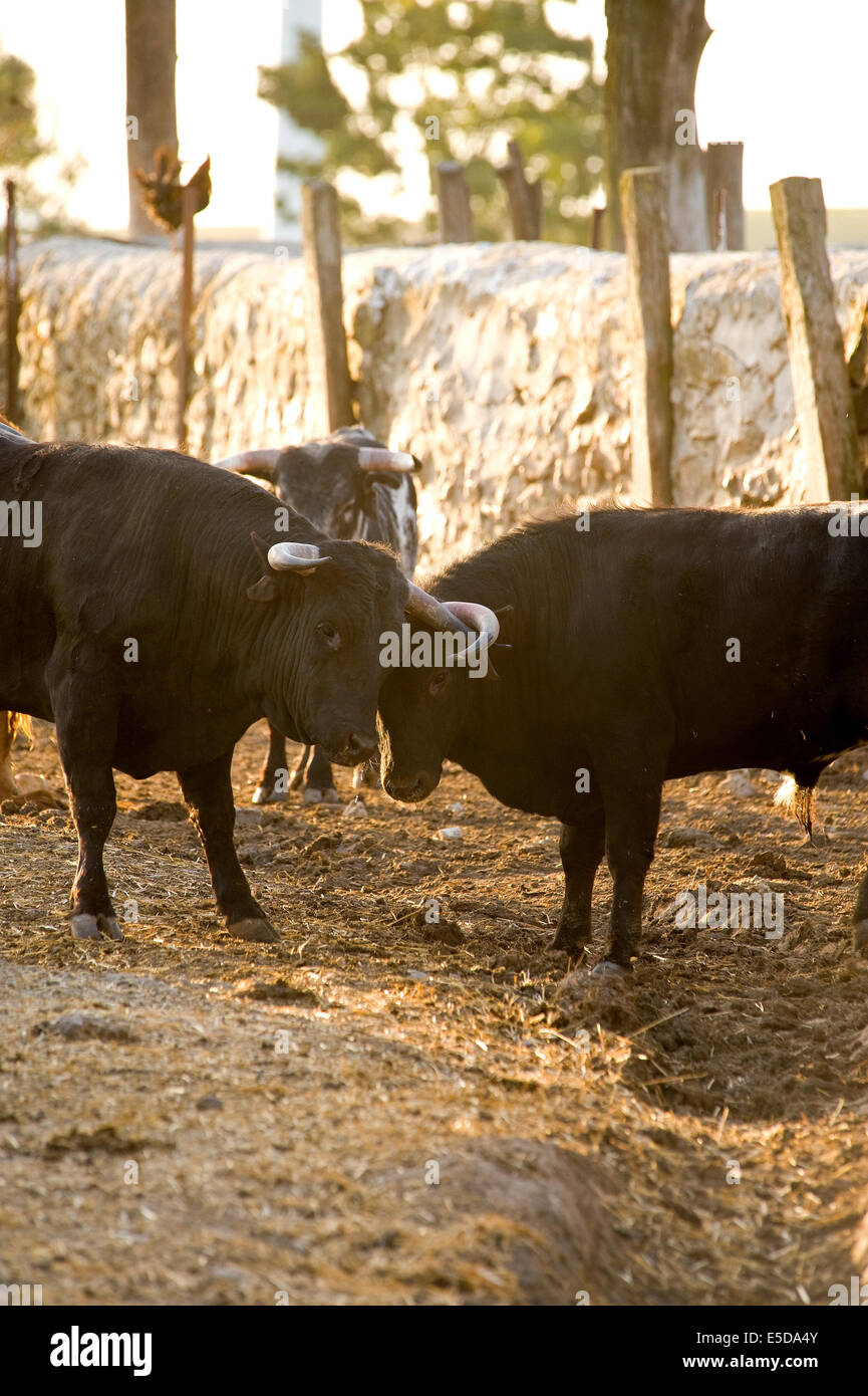 Spanish fighting bulls face to face locking horns, standing in stone ...